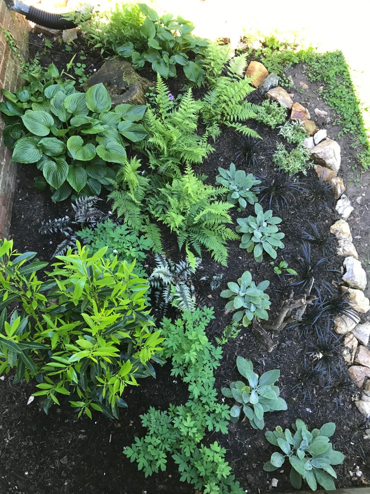 Chevy Chase Foundation Planting - Modern - Landscape - DC Metro - by ...