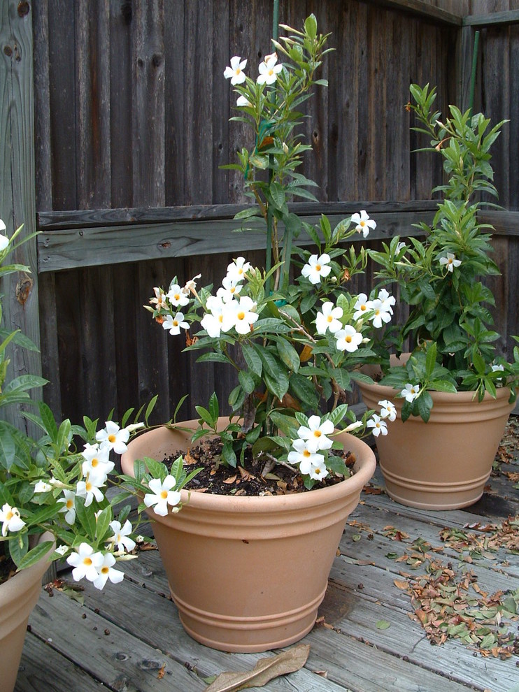 Chilean Jasmine (Mandevilla laxa) - Contemporary - Landscape - Other ...