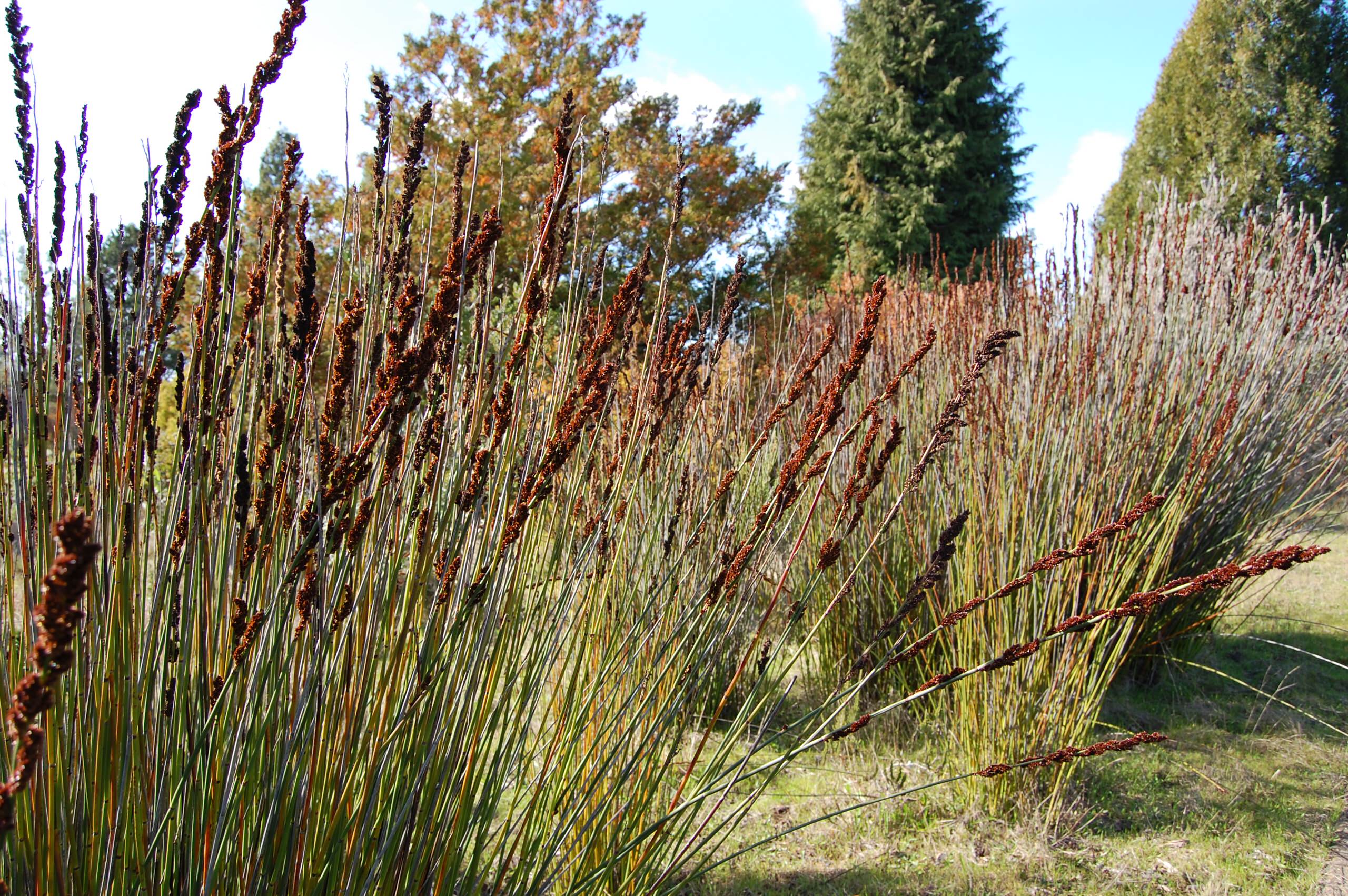 Great Design Plant: Cape Rush