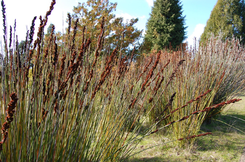 Chondropetalum tectorum (cape rush) - Landscape - Other - by Far Out ...