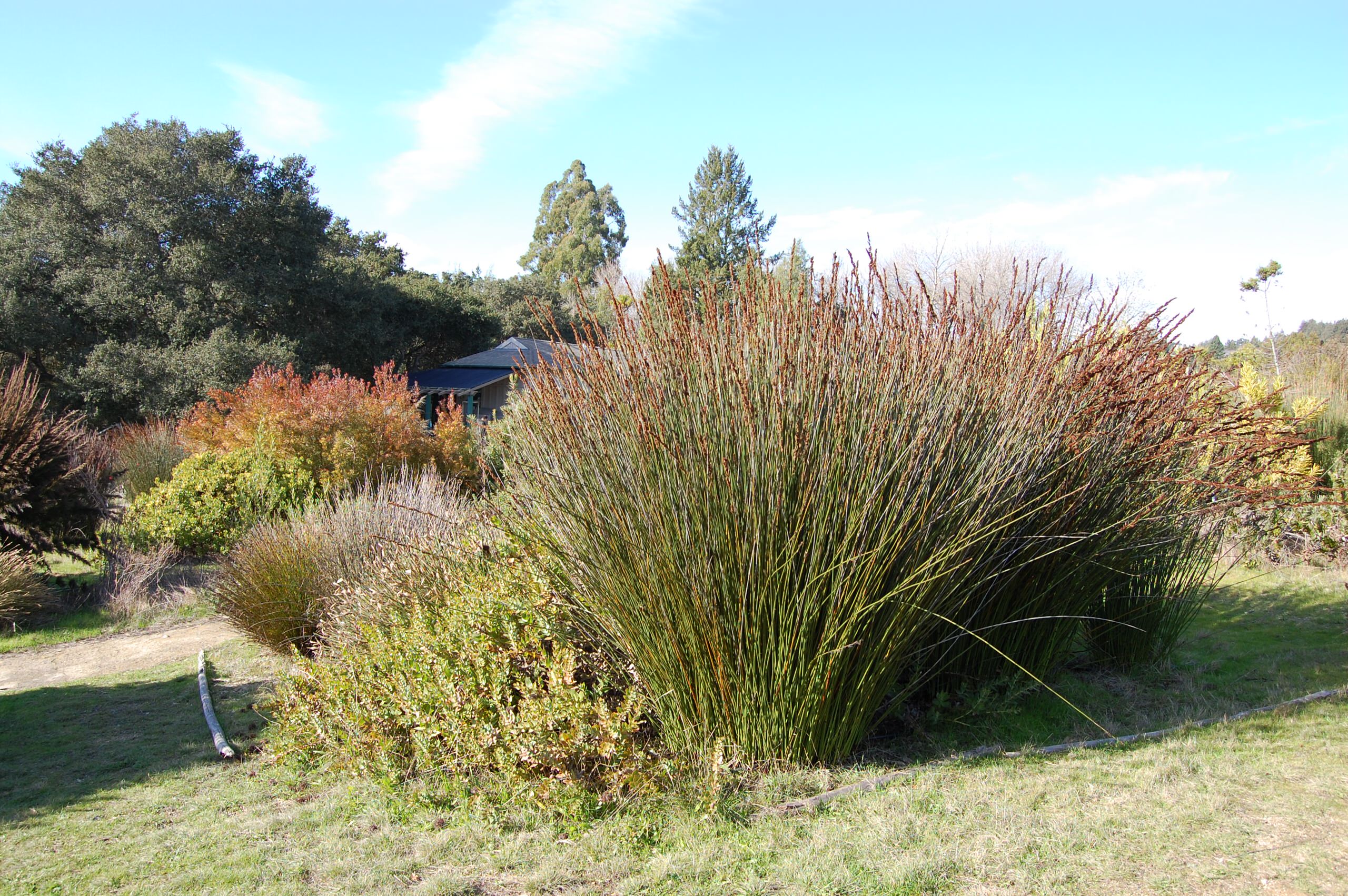 Great Design Plant: Cape Rush