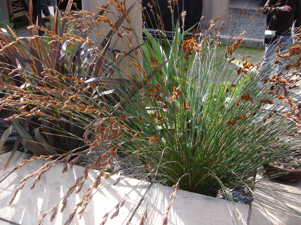 Chondropetalum tectorum (cape rush) - Landscape - Other - by joycka | Houzz