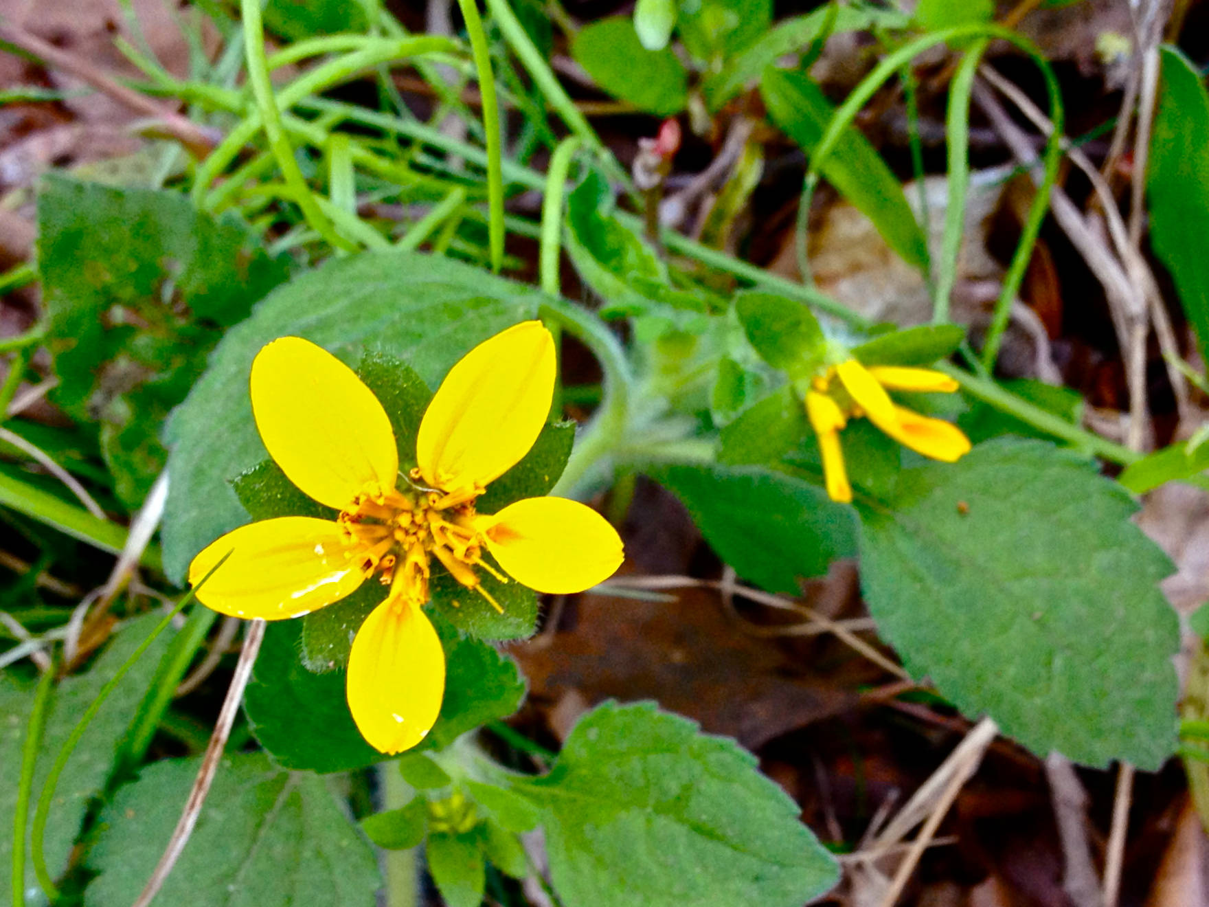 Great Design Plant: Chrysogonum Virginianum