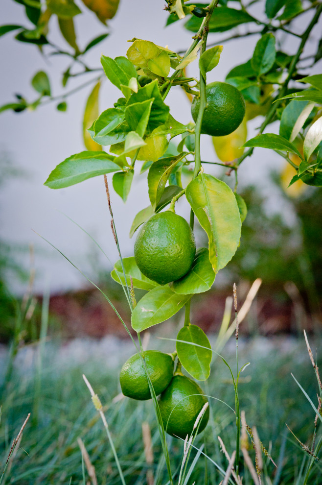 Citrus Trees with Native Plants - Mediterranean - Landscape - Los ...