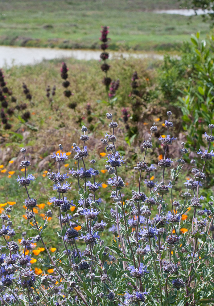Cleveland Sage - Landscape - Other - by John J. Kehoe Photography | Houzz