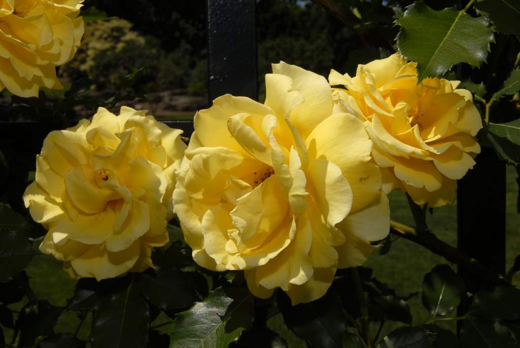 5 Favorite Yellow Roses for a Joyful Garden