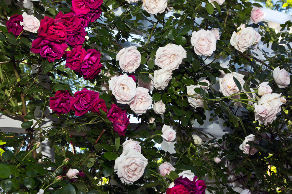 Climbing roses - Victorian - Landscape - New York - by User | Houzz
