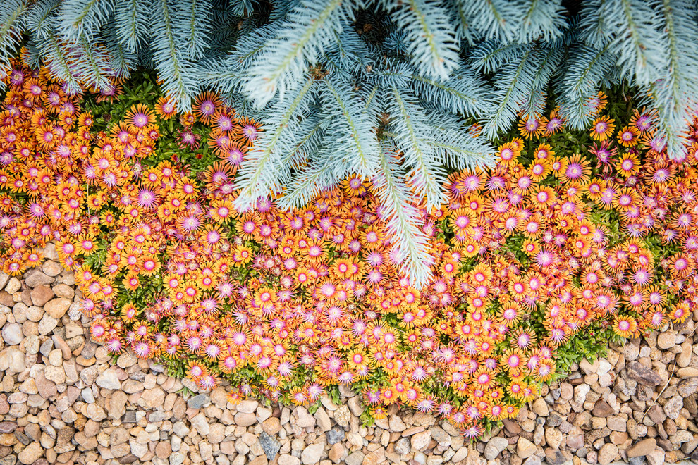 Color and Texture - Rustic - Landscape - Denver - by C&H Landscaping ...