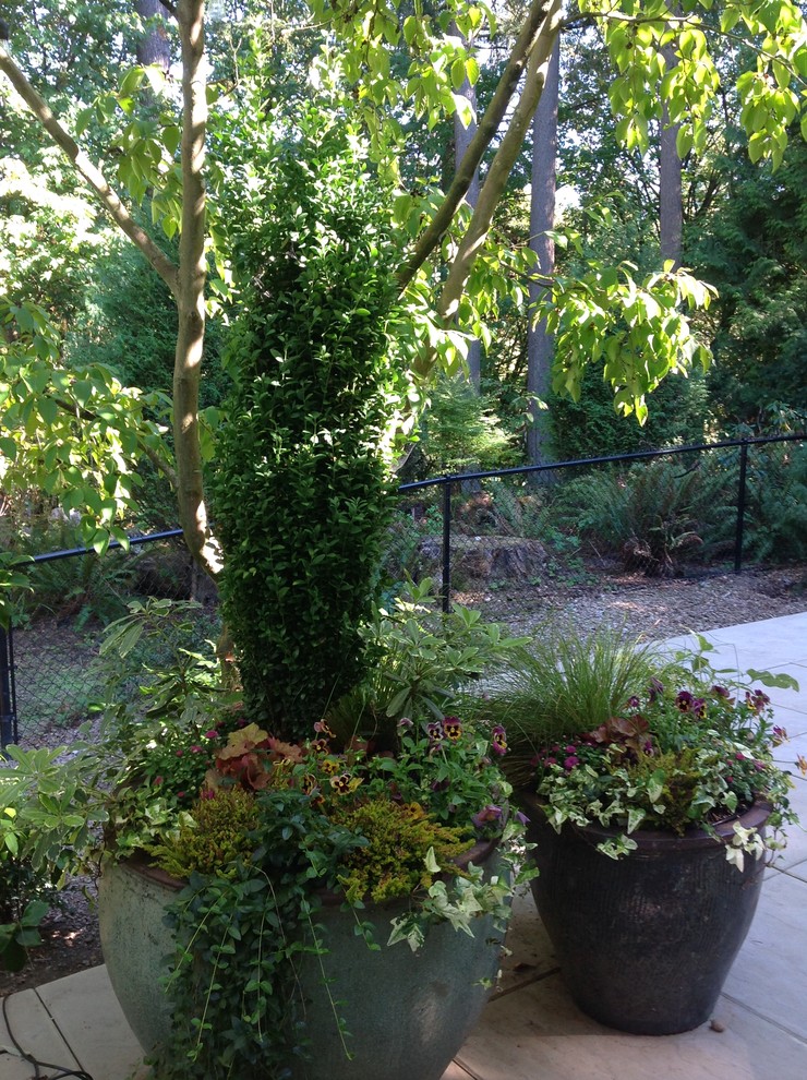Color Pots - Landscape - Seattle - by Tri-Scapes Landscaping | Houzz