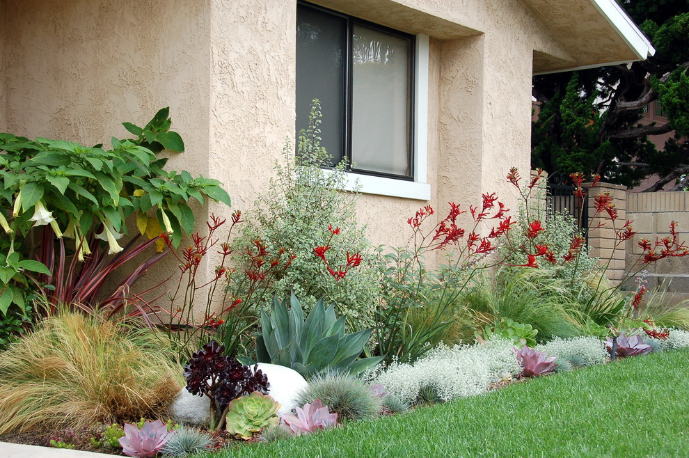 Colorful front yard - Contemporary - Landscape - Orange County - by ...