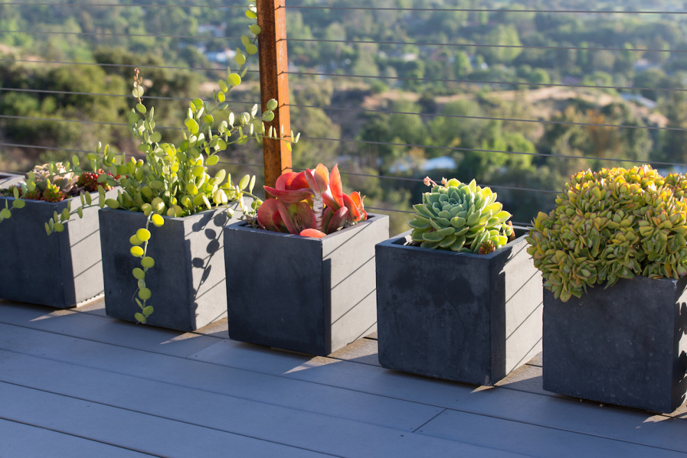 Colorful succulents in square pots on deck - Modern - Landscape - Los ...