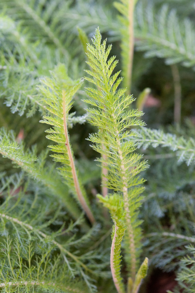 Common Yarrow - Rustic - Landscape - Los Angeles - by FormLA ...