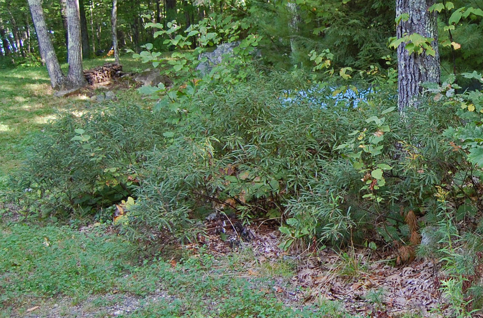 Great Design Plant: Comptonia Peregrina