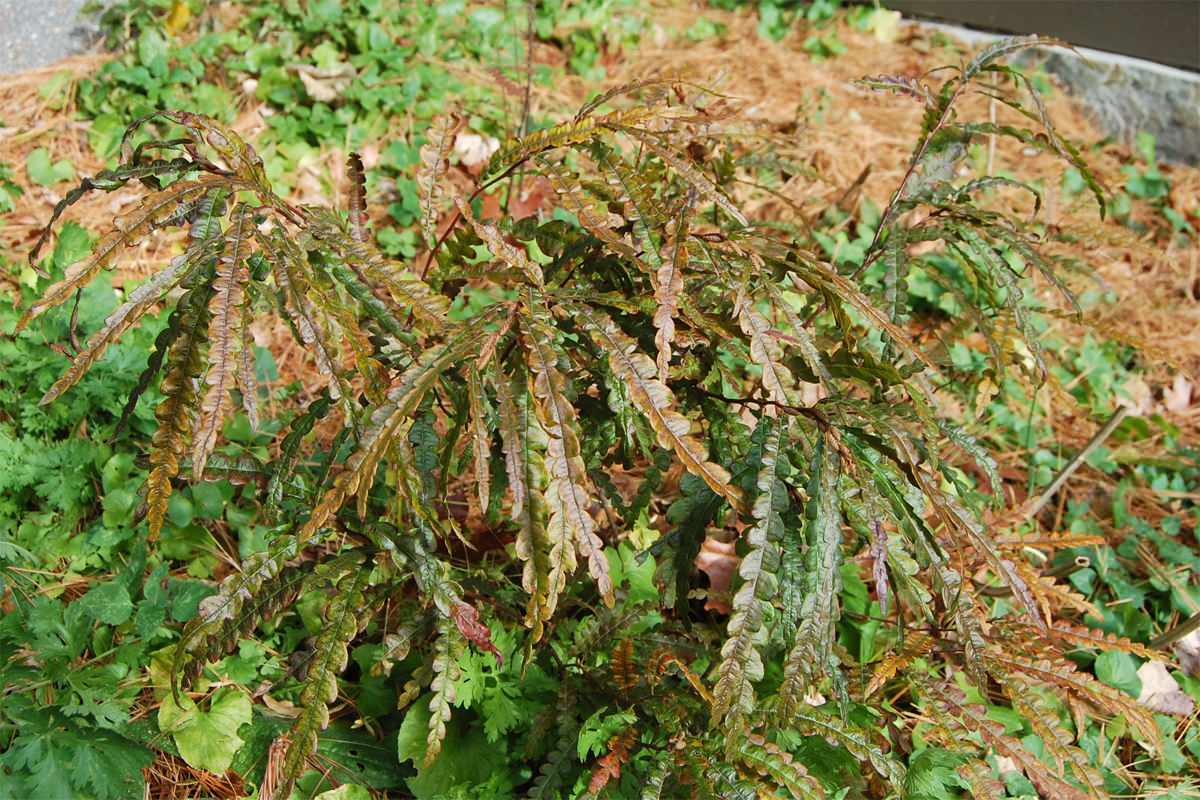 Great Design Plant: Comptonia Peregrina