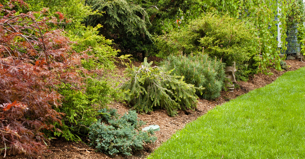 Conifer border - Landscape - Boston - by A Yard & A Half Landscaping ...