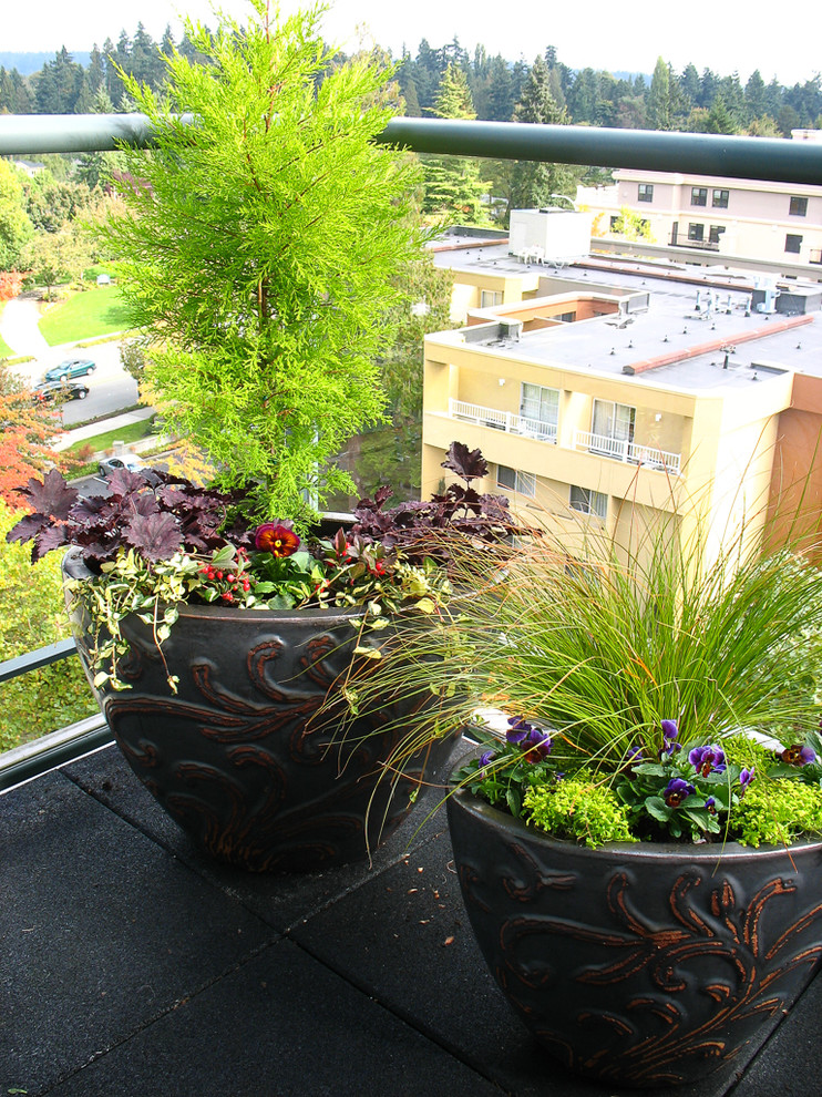 Conifers in containers - Landscape - Seattle - by Le jardinet | Houzz