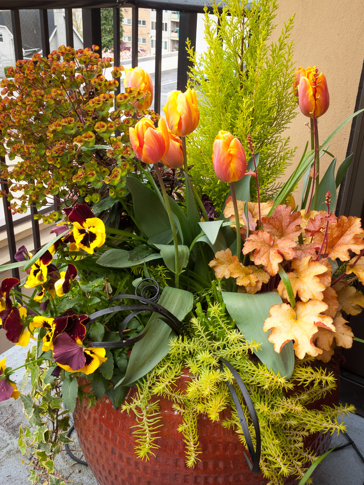 Conifers in containers - Landscape - Seattle - by Le jardinet | Houzz