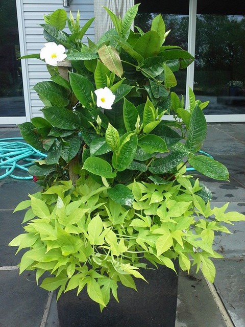 Container Gardens-New Vernon - Classique - Jardin - New York - par Tina ...