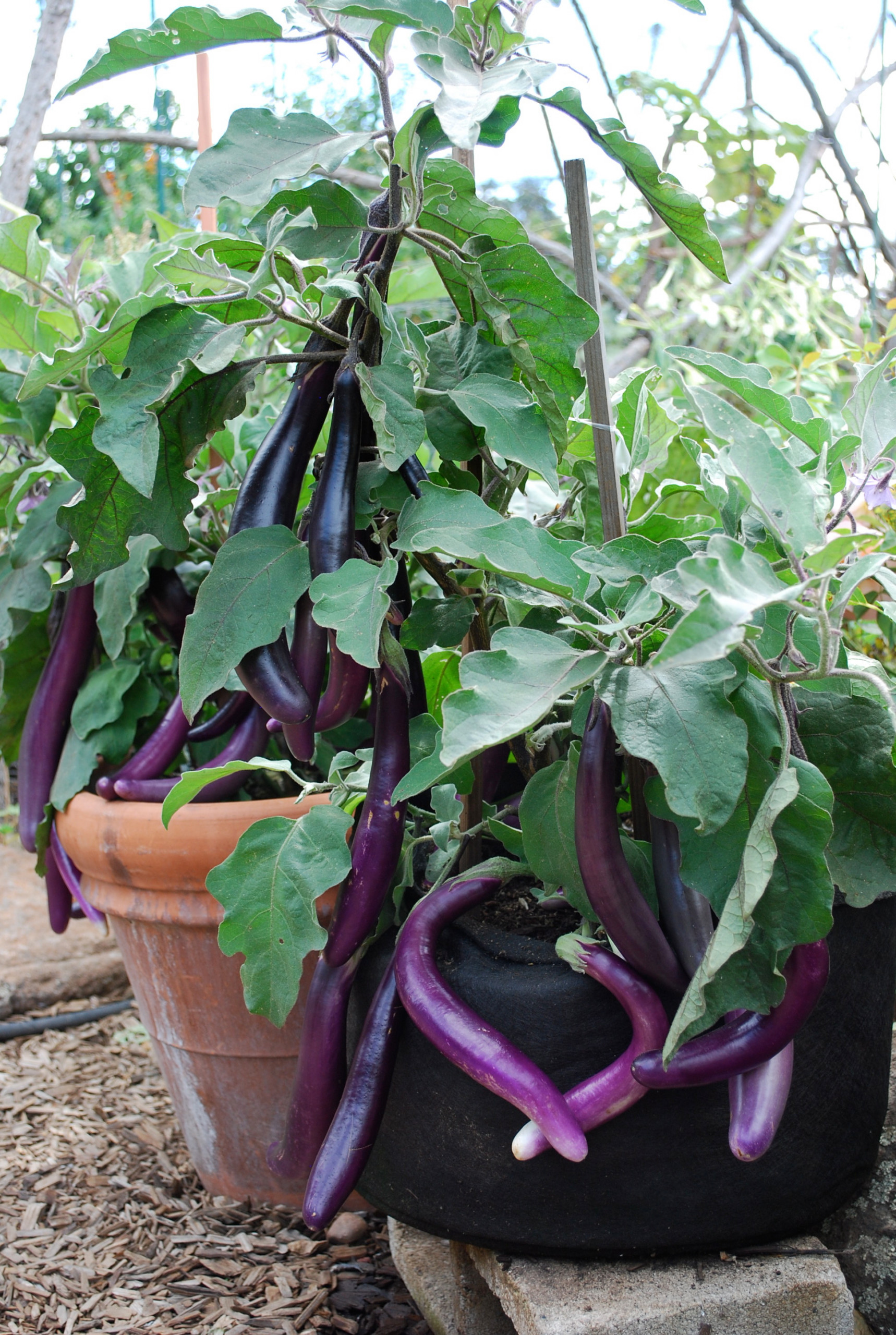 Container Explainer: How to Choose the Right Pots for Your Plants ...