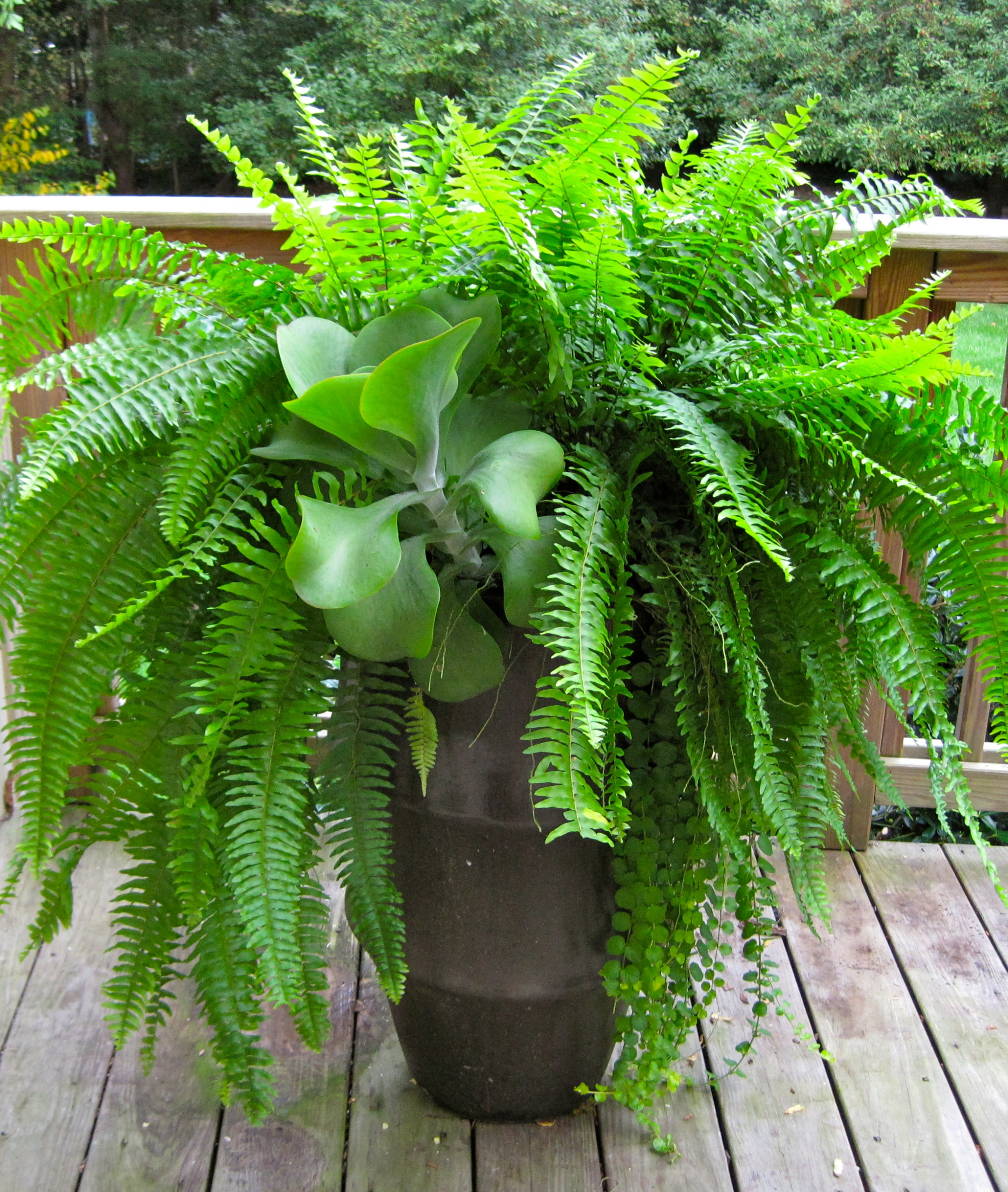Tall Potted Ferns