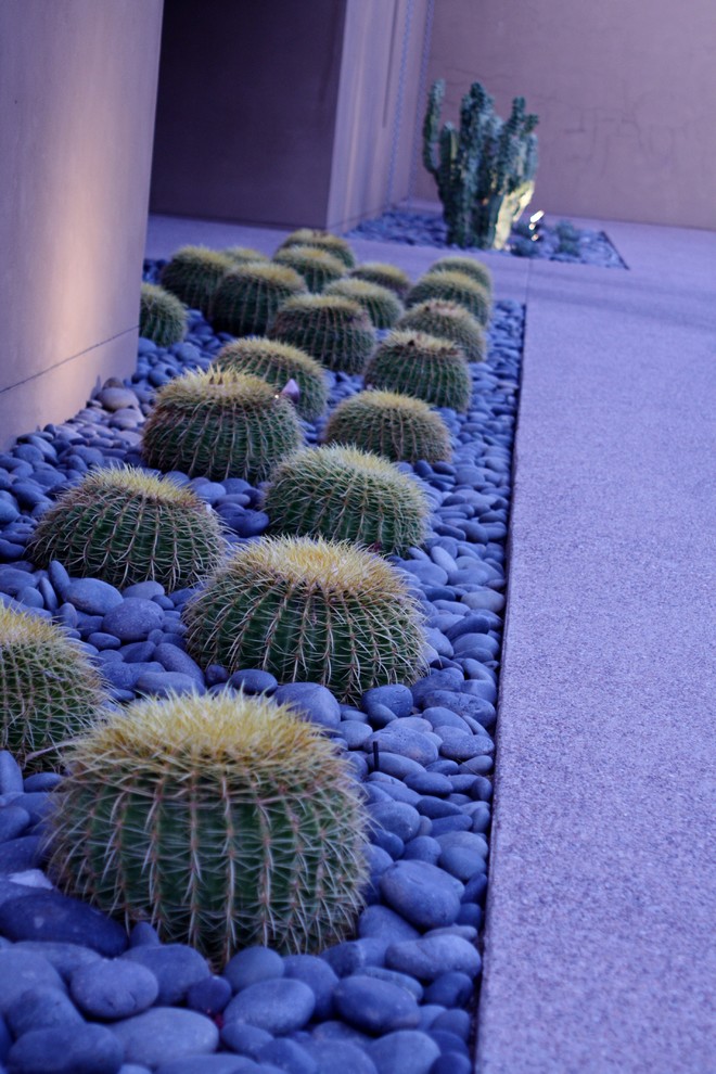 Contemporary Cactus Garden - Contemporary - Landscape - Phoenix - by ...