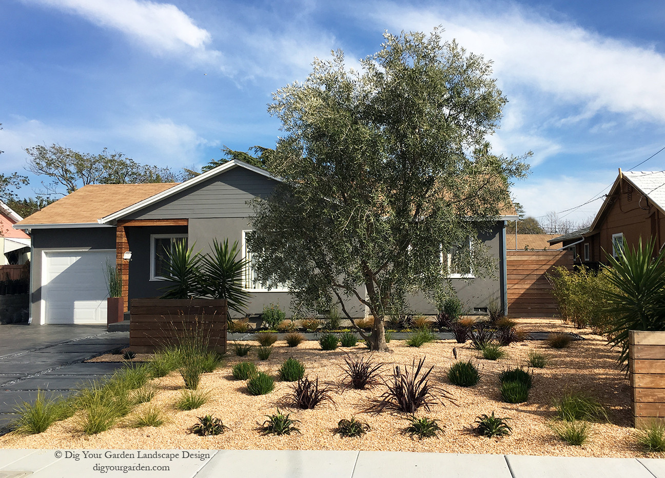 Olive Tree Low Maintenance Front Yard Landscaping
