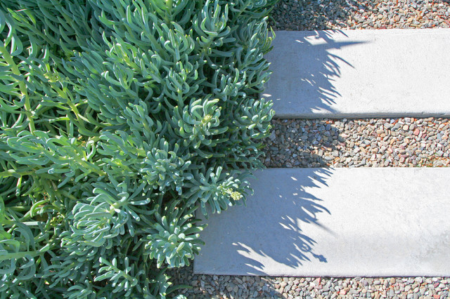 Great Design Plant: Blue Chalk Sticks