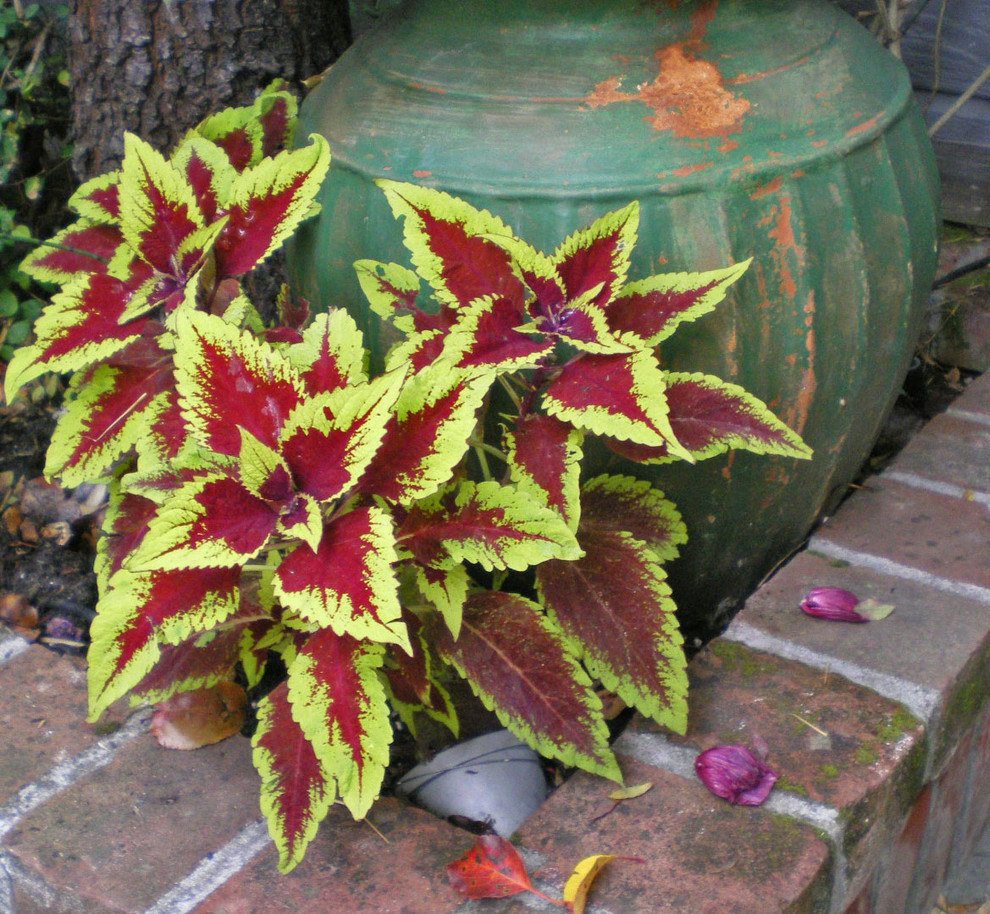 Contrast with plants and pottery - Traditional - Garden - San Francisco ...