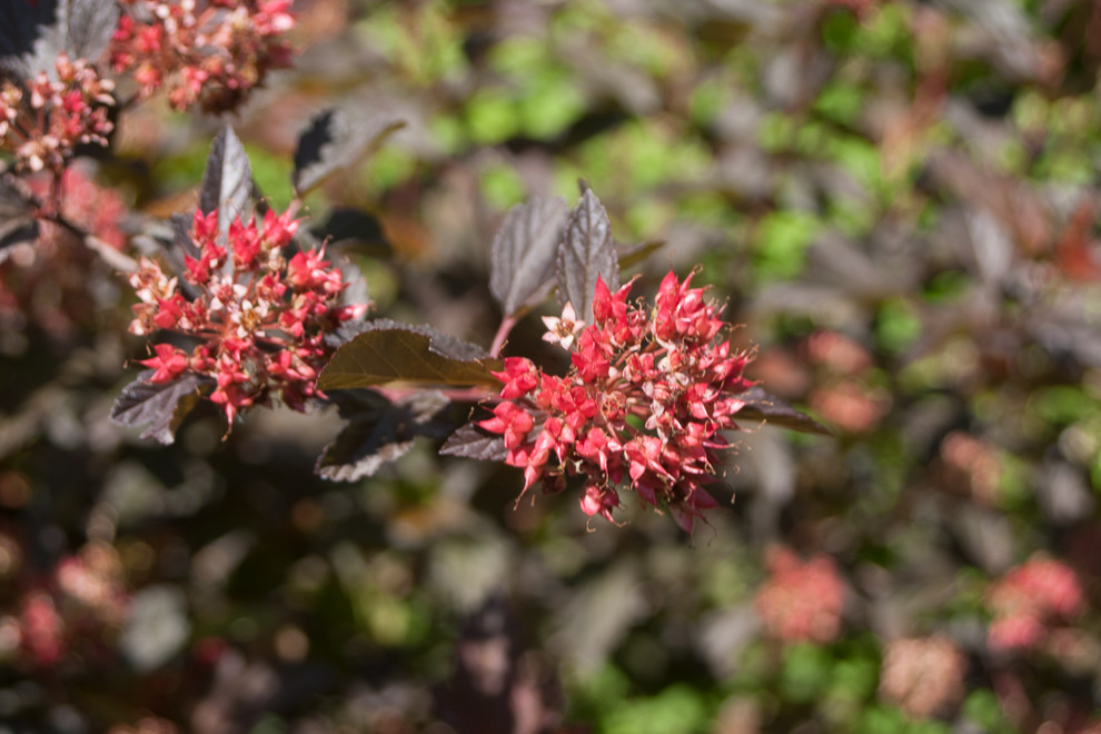 Coppertina™ Ninebark - Traditional - Landscape - Chicago - by Proven ...