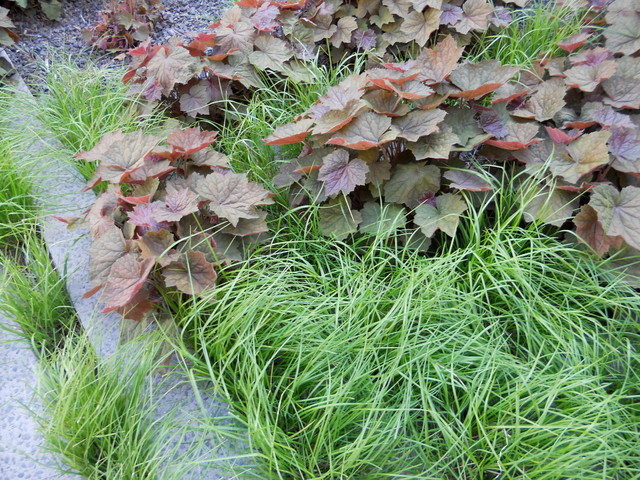 Coral Bells - Garden - Burlington - by Paintbox Garden | Houzz AU