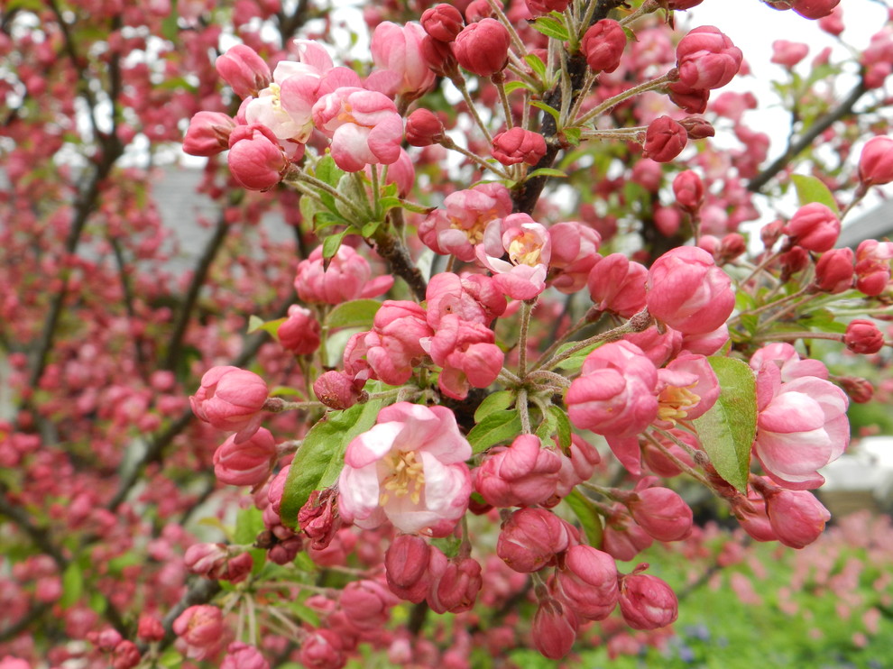 Coralburst Crabapple - Landscape - Boston - by Hilarie Holdsworth ...