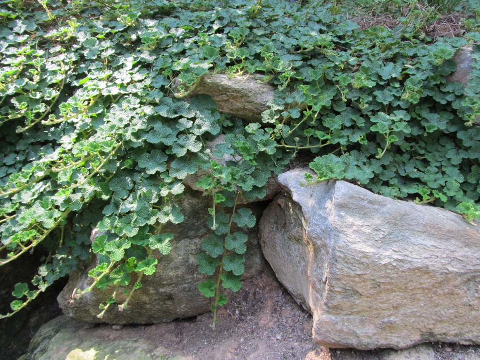 Creeping Raspberry and Boulders - Traditional - Landscape - Atlanta ...