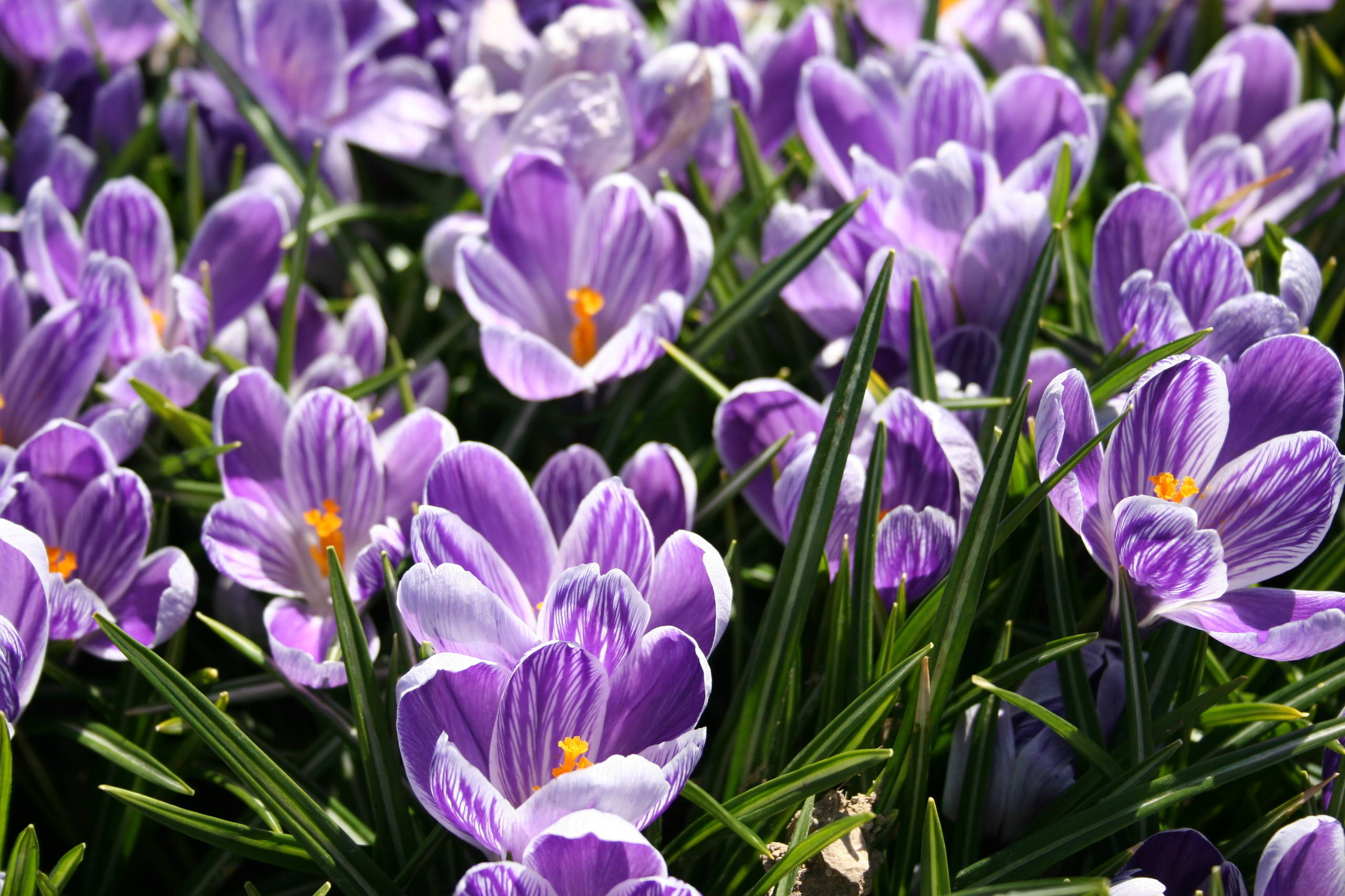 Plant Crocuses in Fall for an Early Spring Show