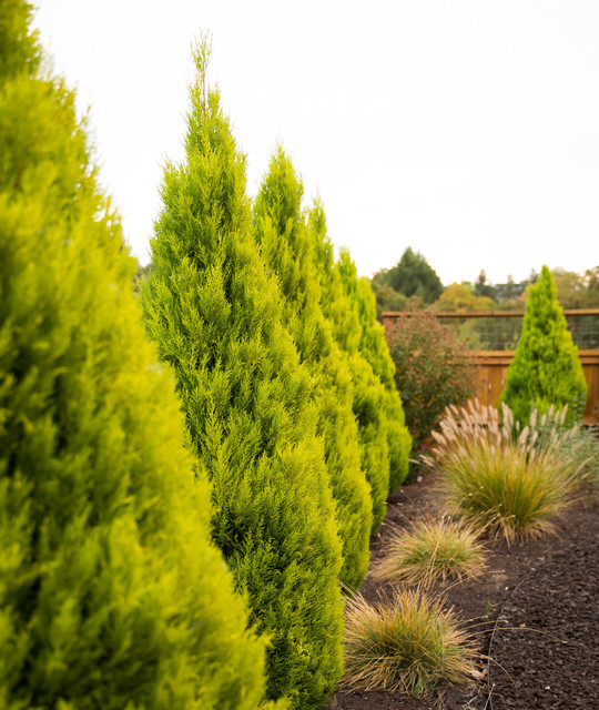 Cupressus macrocarpa 'Wilma Goldcrest' - Traditional - Garden - Other ...