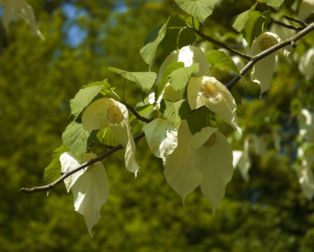 Great Design Tree: The Dove Tree