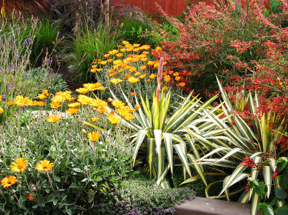 debora carl landscape design - Mediterranean - Landscape - San Diego ...