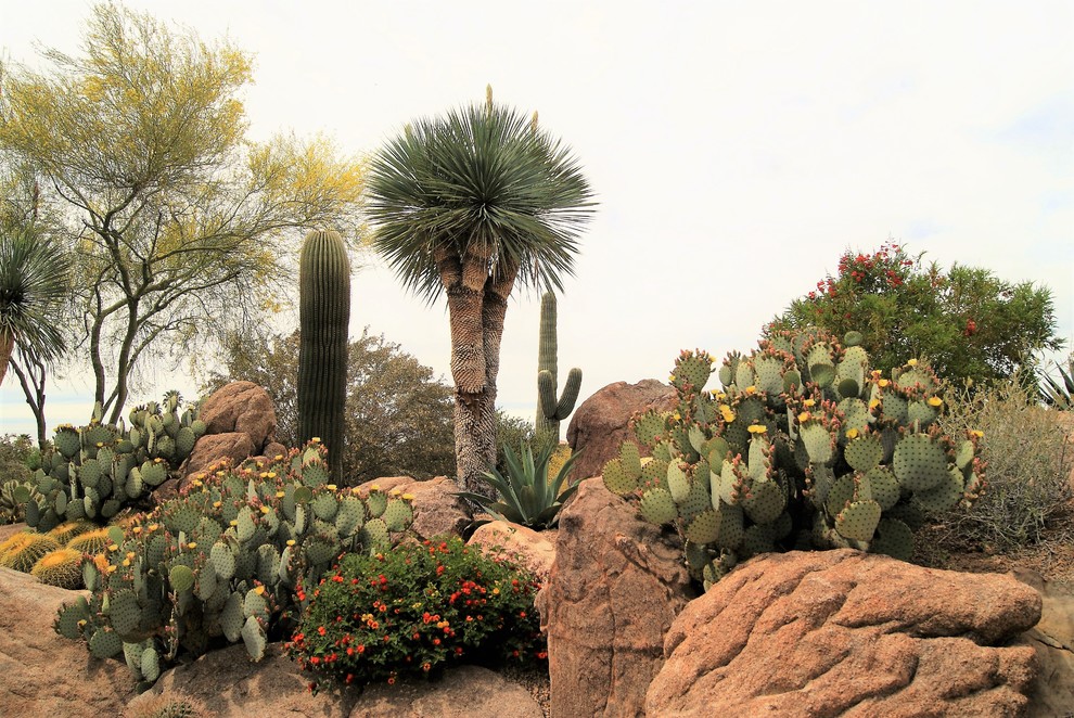 Desert Landscapes - Southwestern - Landscape - Phoenix - by Trademark ...