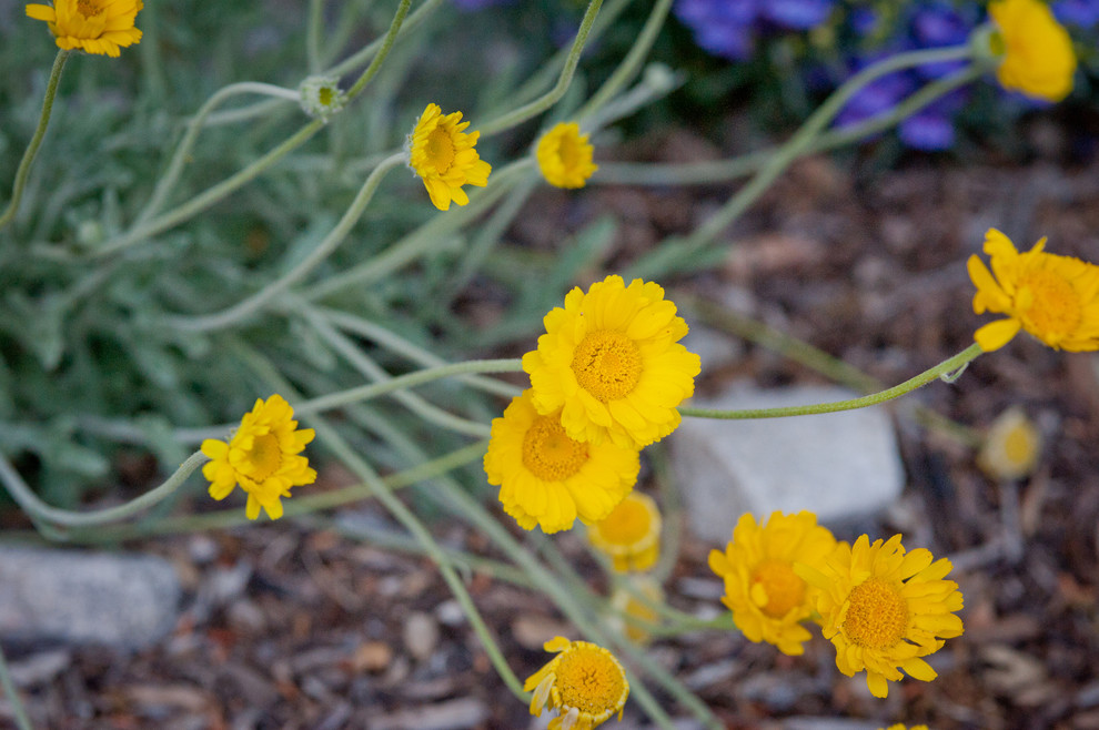 Desert Marigold - Transitional - Landscape - Los Angeles - by FormLA ...