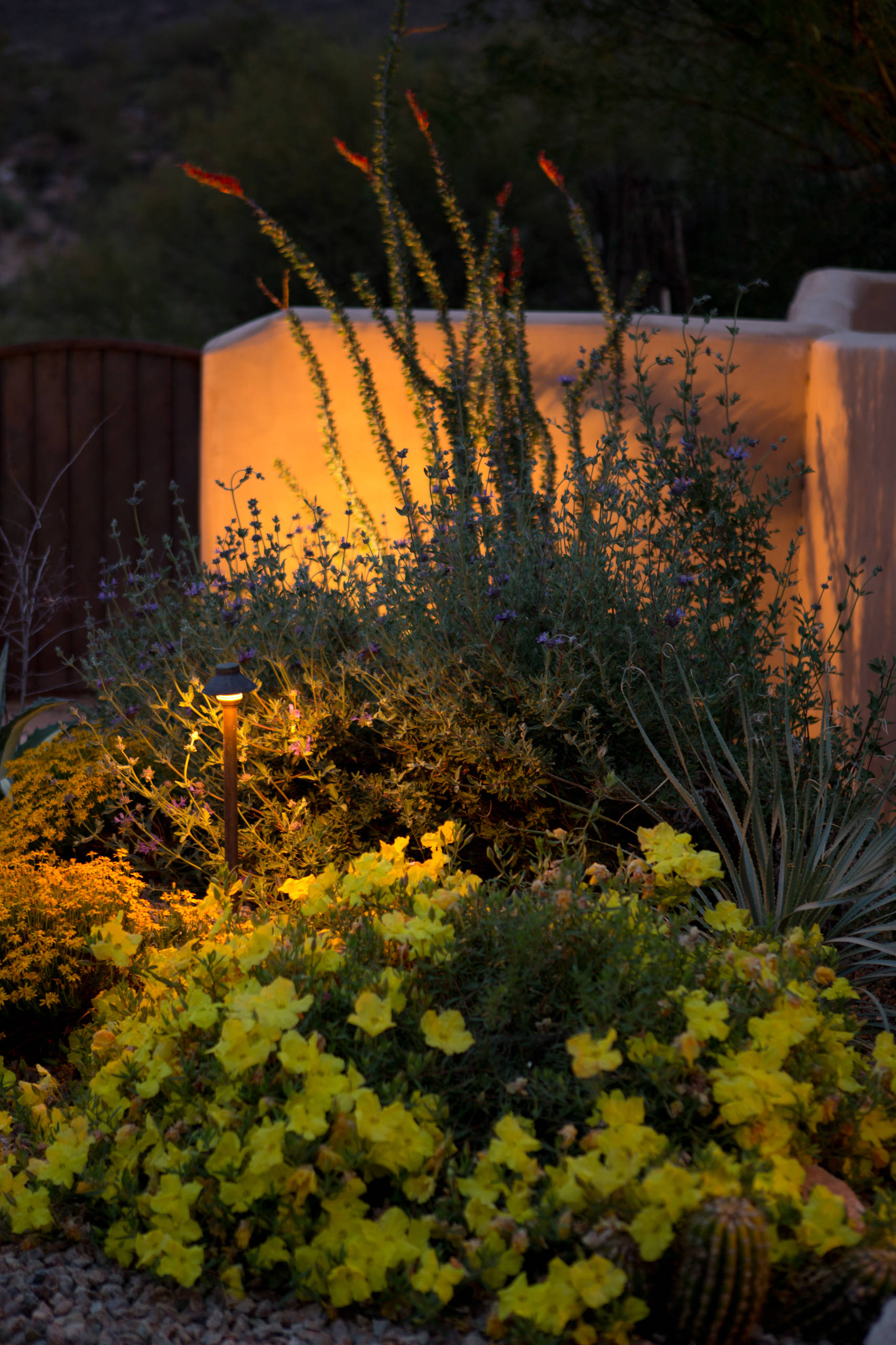 10 Native Ground Covers for Southwestern Landscapes