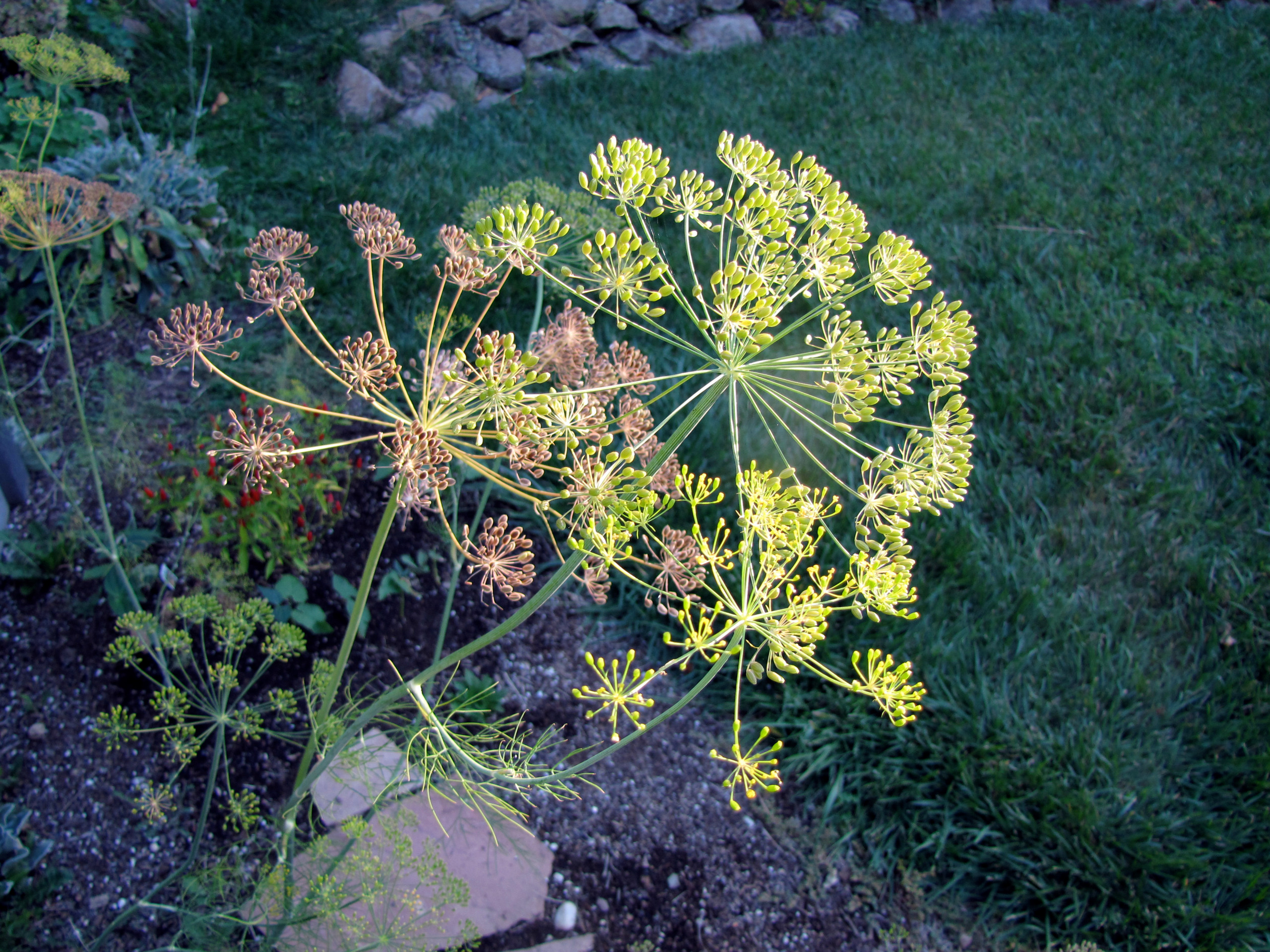Herb Garden Essentials: Grow Your Own Tasty, Frilly Dill