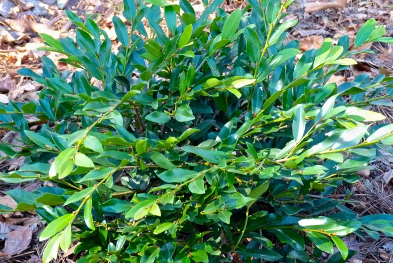 Distylium ' Vintage Jade' - Landscape - Atlanta - by McBrayer ...