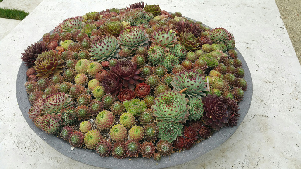 Downtown San Diego Canyon Oasis - Modern - Landscape - San Diego - by ...