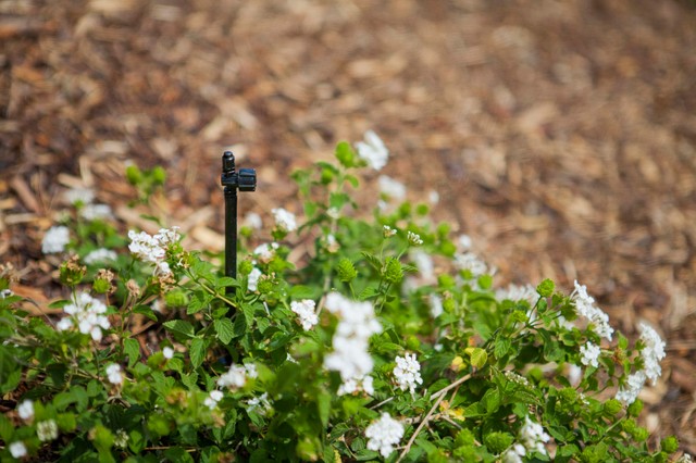 Drip Lines for Drought Tolerant Landscape - Mediterranean - Garden ...