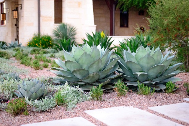 Drought Tolerant Mixed Agaves and Perennials - Moderno - Giardino ...