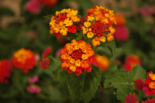 Give Wildlife and Your Garden a Colorful Boost With Lantana Plant