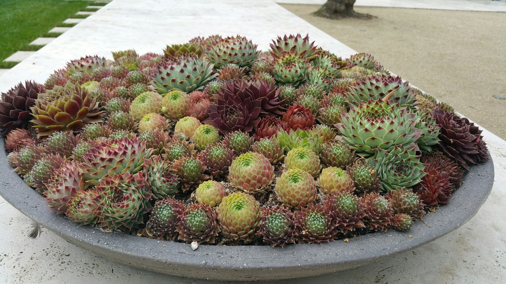 Drought Tolerant - Southwestern - Landscape - San Diego - by Schnetz ...