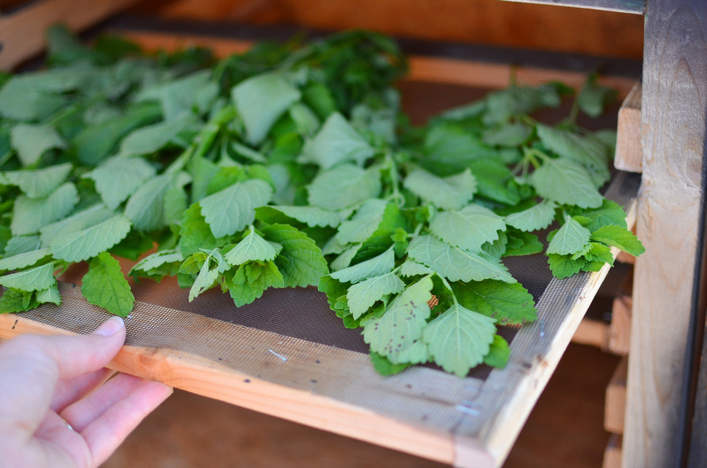 Drying Lemon Balm - Traditional - Landscape - Philadelphia - by Amy ...