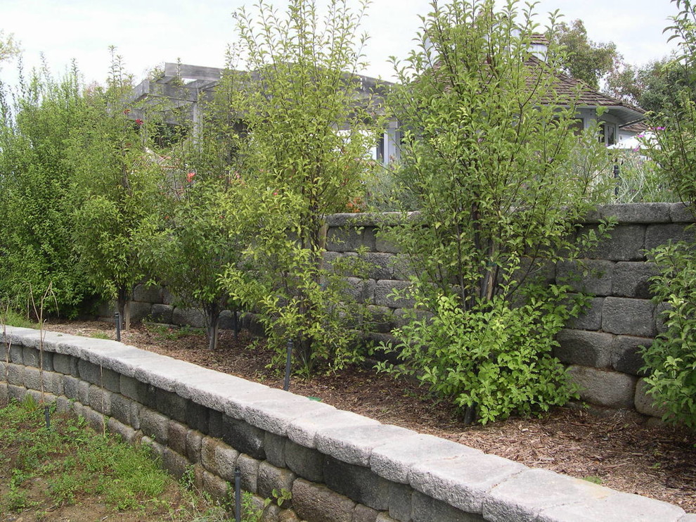 Dual retaining walls are planted with tall Pittosporums as a privacy ...