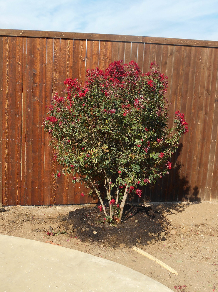 Dynamite Crape Myrtle - Landscape - Dallas - by Treeland Nursery | Houzz