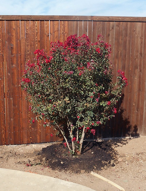 Dynamite Crape Myrtle - Landscape - Dallas - by Treeland Nursery | Houzz